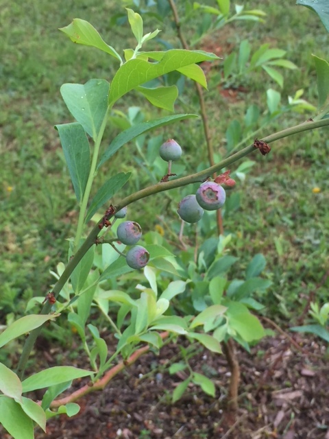blueberry – The Tube Feed Dietitian